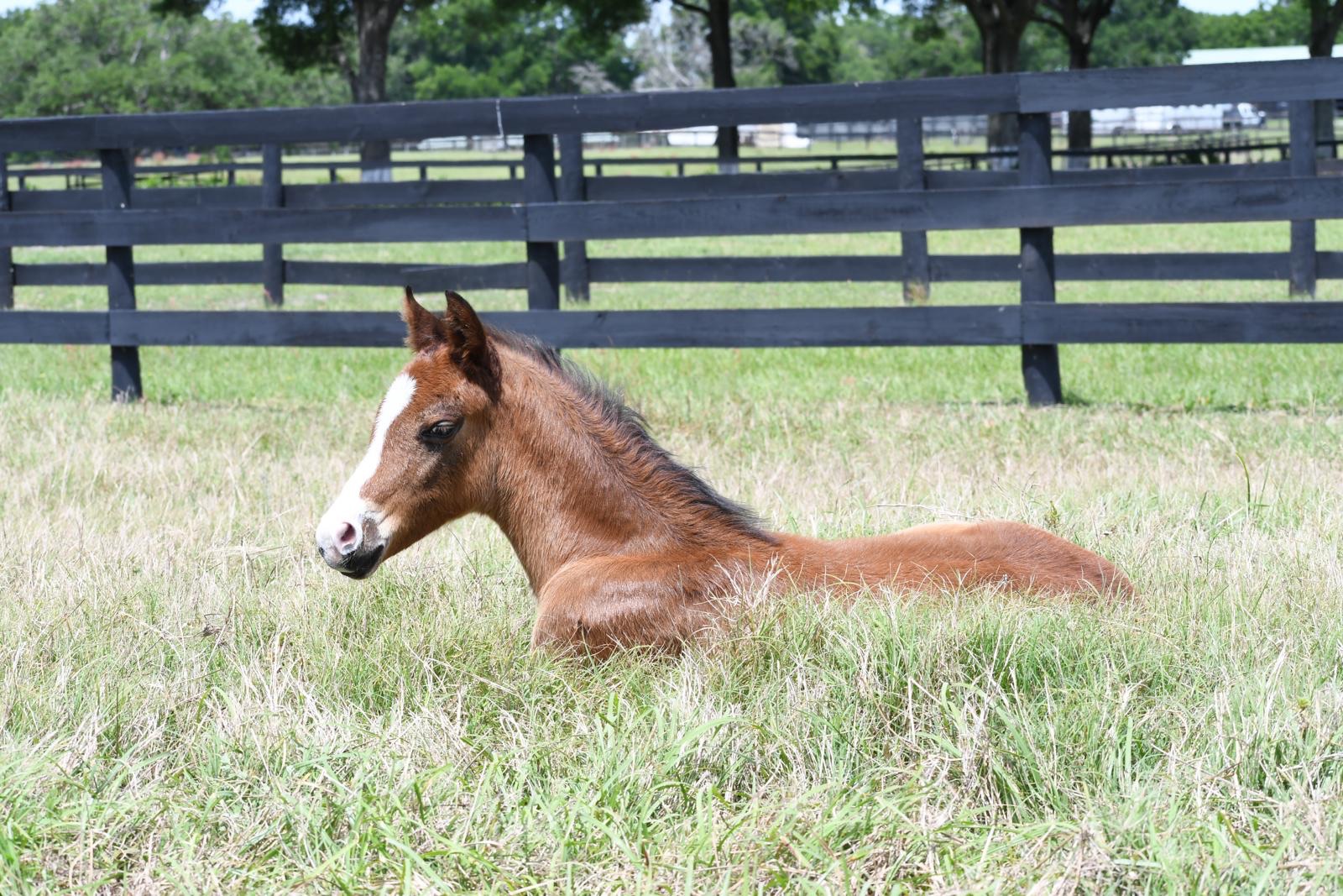 Royal Strut – Saddle Lake Equestrian Center