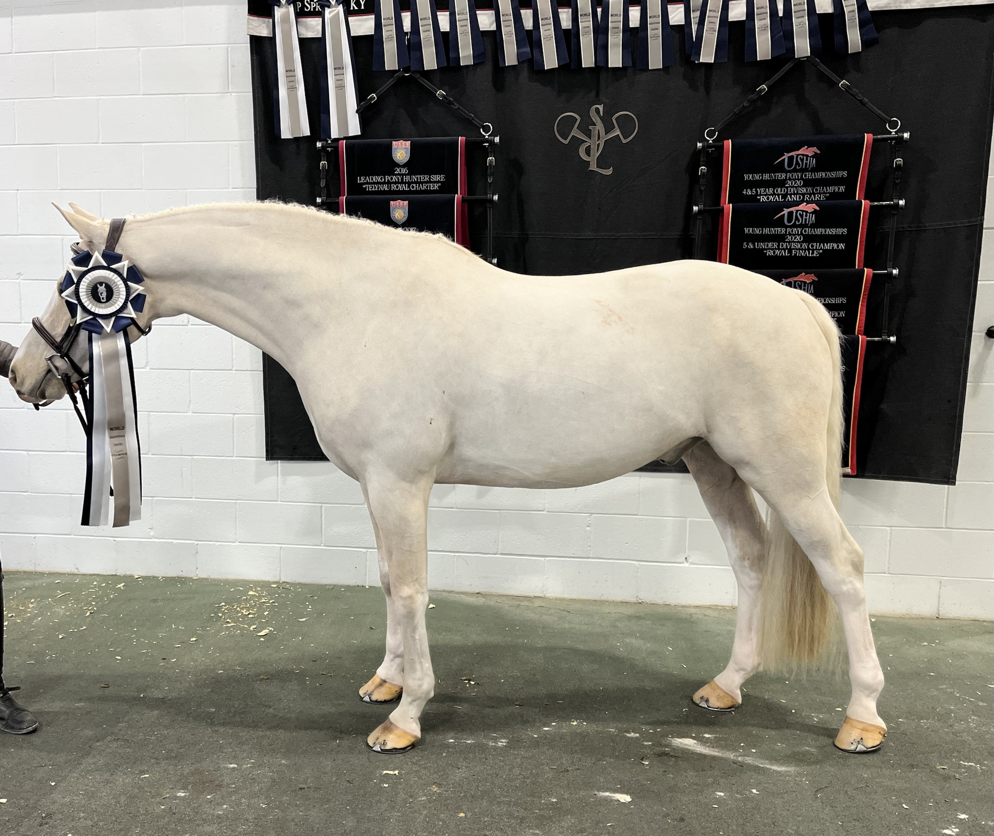 Golden Goose – Saddle Lake Equestrian Center